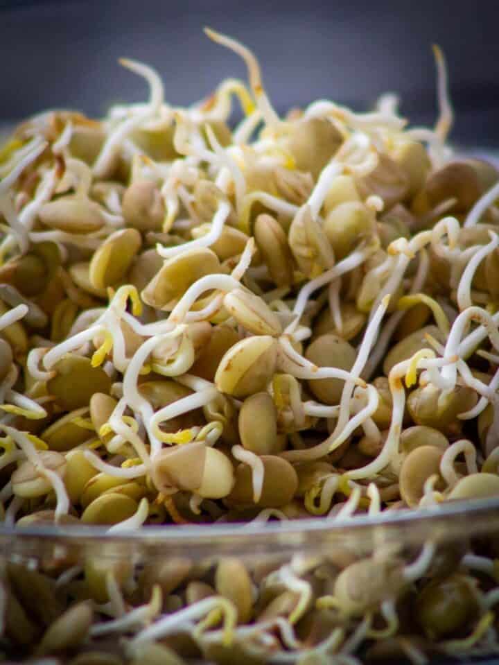 Lentil Sprouts, How to sprout them and healthy recipes